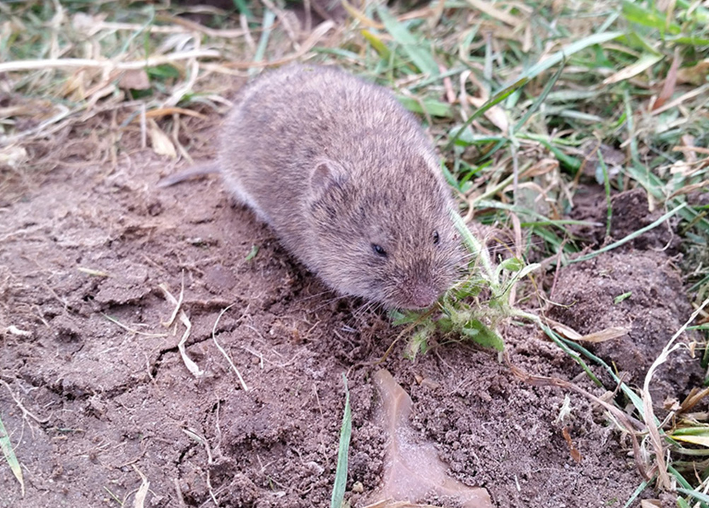 Vole Control Calgary | Vole Control Services